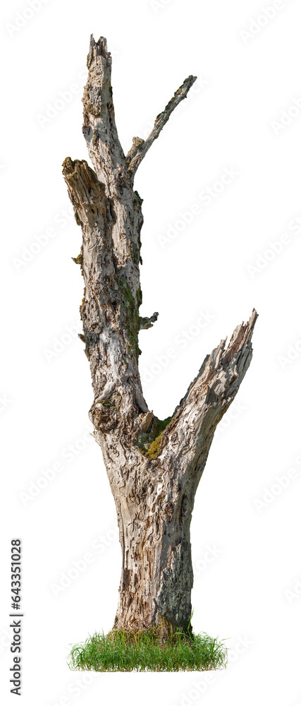 Cut out tree trunk. Dead tree isolated on transparent background. Bare tree without branches ...