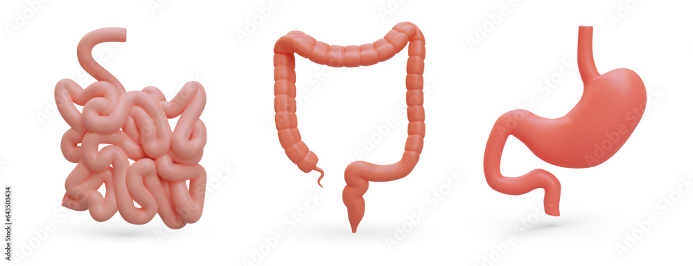 Set of realistic organs of gastrointestinal tract. Human digestive ...