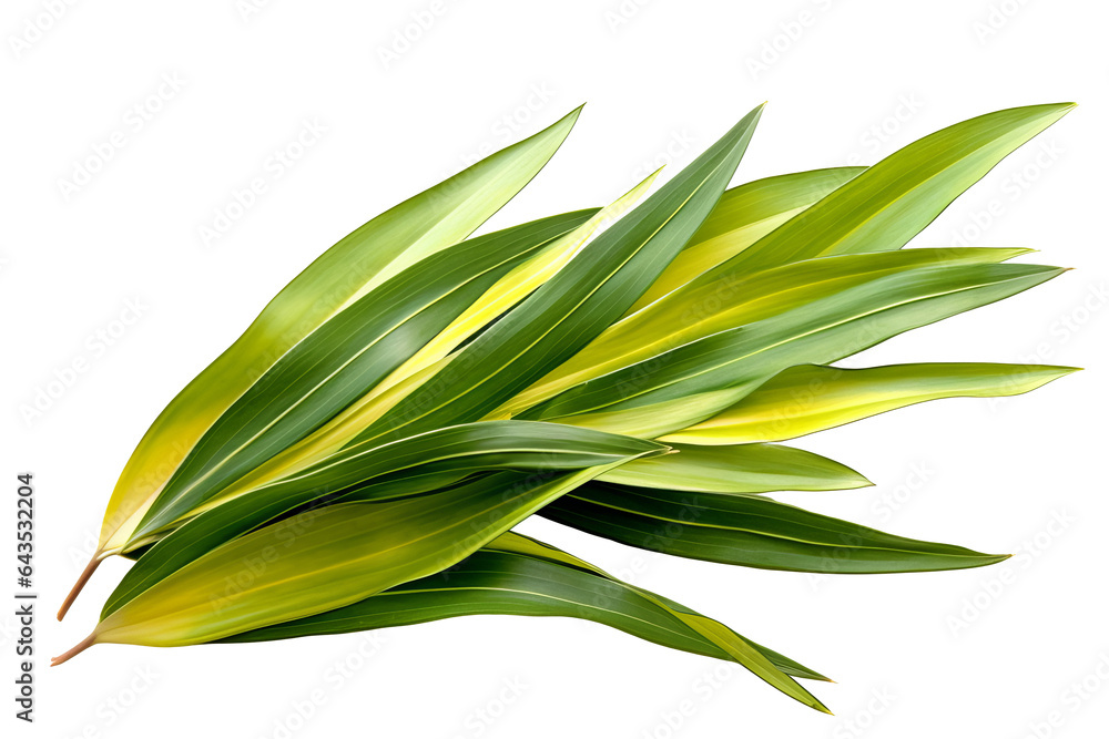 New Zealand flax leave isolated on transparent background - high ...