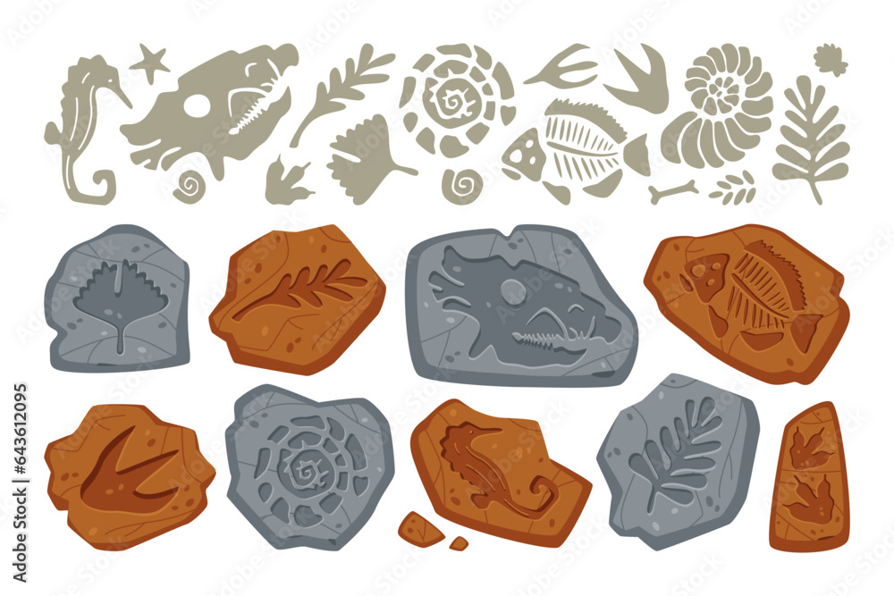 Fossil stone dinosaur footprint bone trace, leaf plant and fish imprint ...