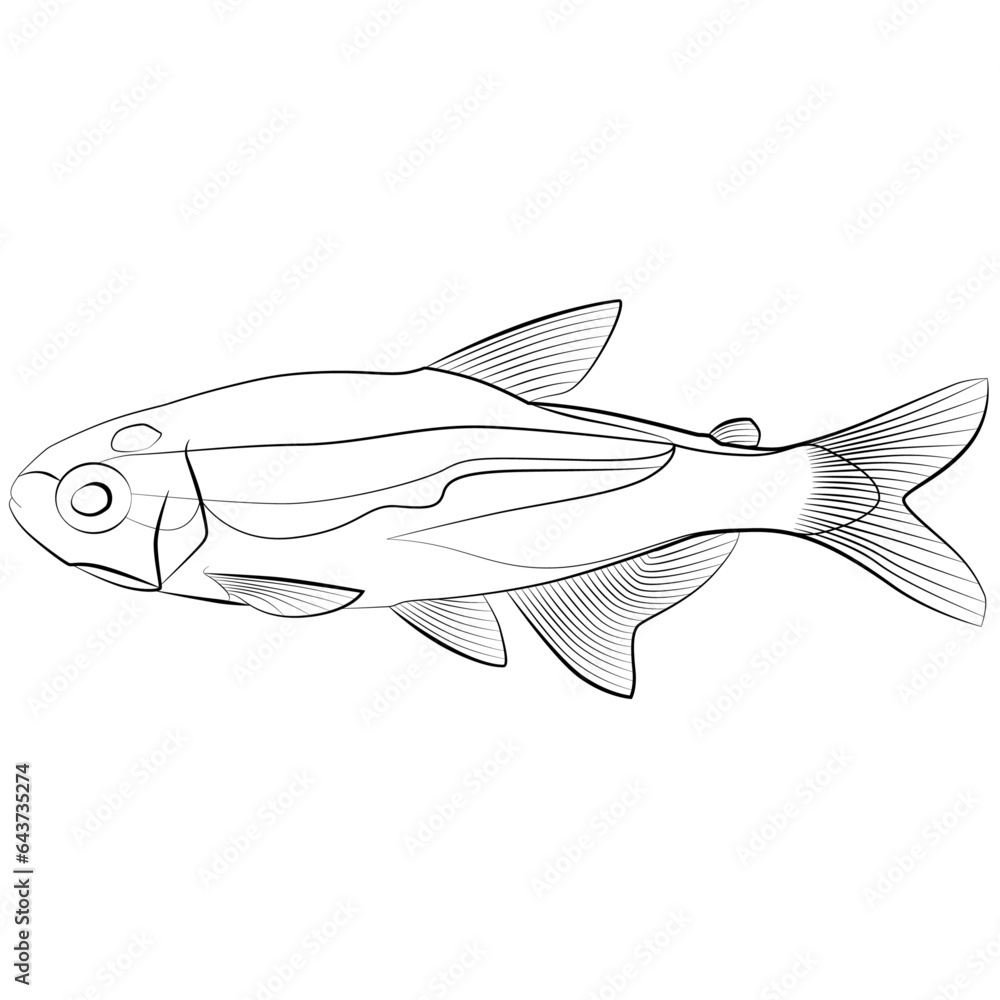 Neon tetra, Paracheirodon innesi aquarium tropical freshwater fish ...