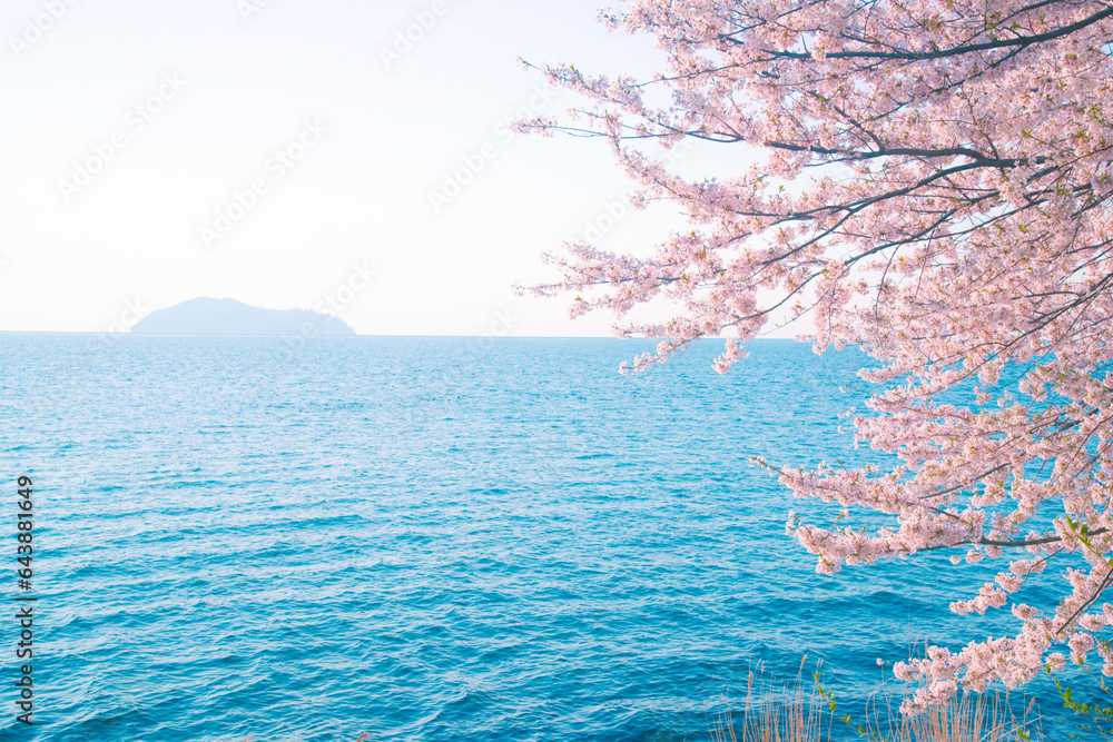 Cherry blossoms in Kaizu Osaki , Biwa Lake and Chikubu Island, Japan ...
