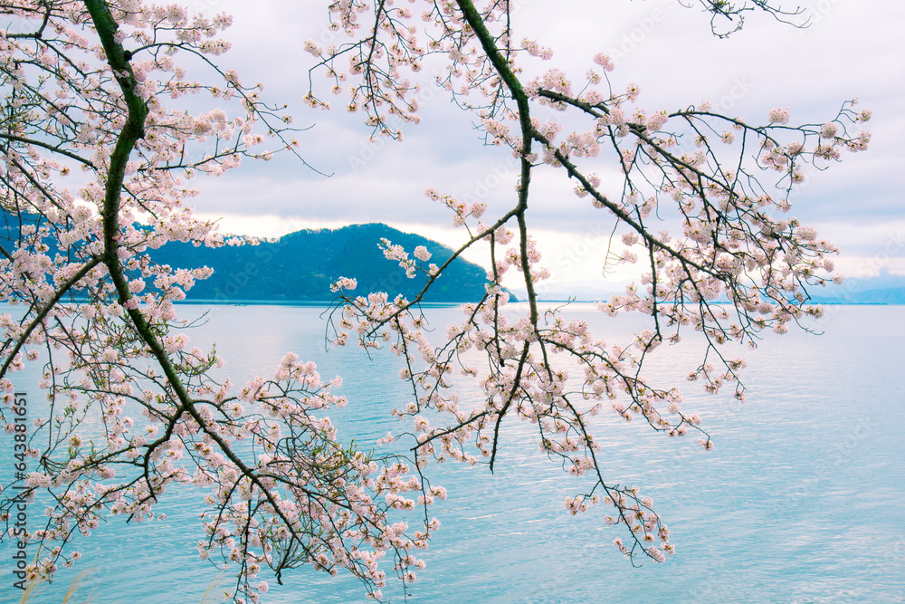 Cherry Blossoms And Katsurago Ozaki At Lake Biwa Kaizu Osaki Japan