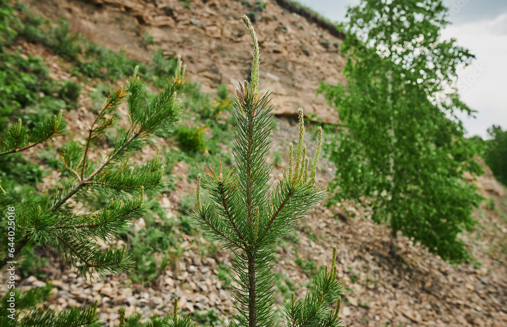 Layers of soil with groundwater. Details of earth layers in a clay pit ...
