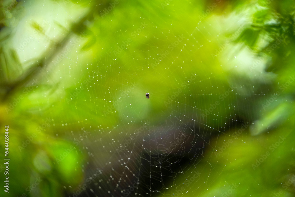 Spider web trap close-up on a background of green forest, classic ...
