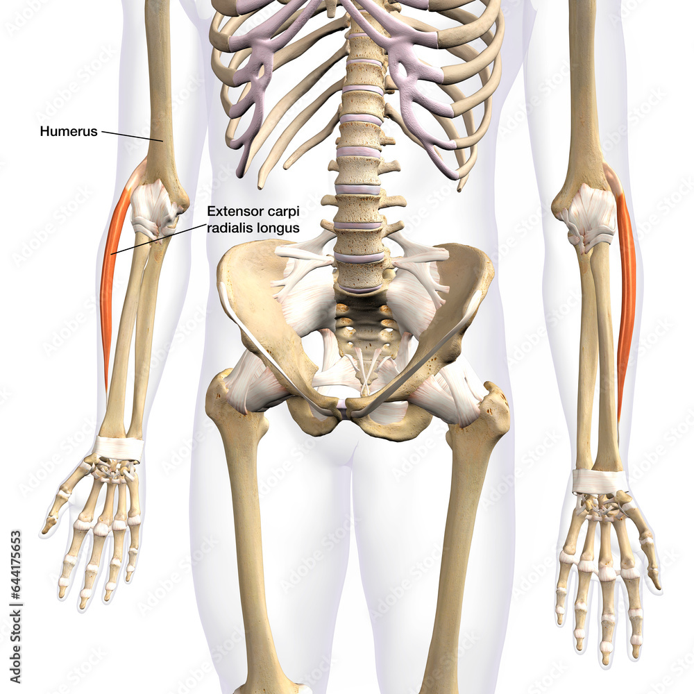 Lower Arm Extensor Carpi Radialis Longus Muscles Isolated on Male Human ...