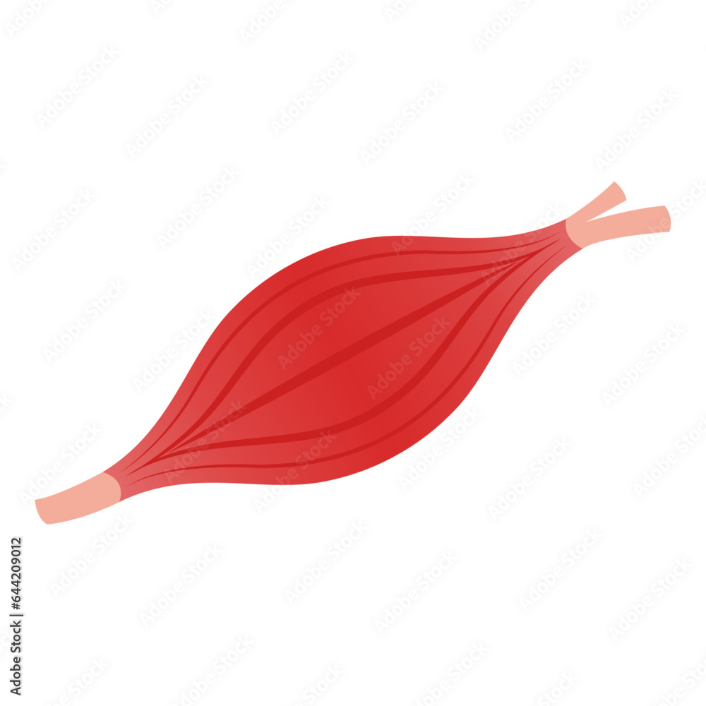 Skeletal muscle isolated vector illustration graphic Stock Vector ...