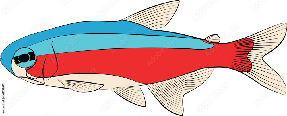 red blue neon cardinal tetra, paracheirodon axelrodi freshwater fish ...