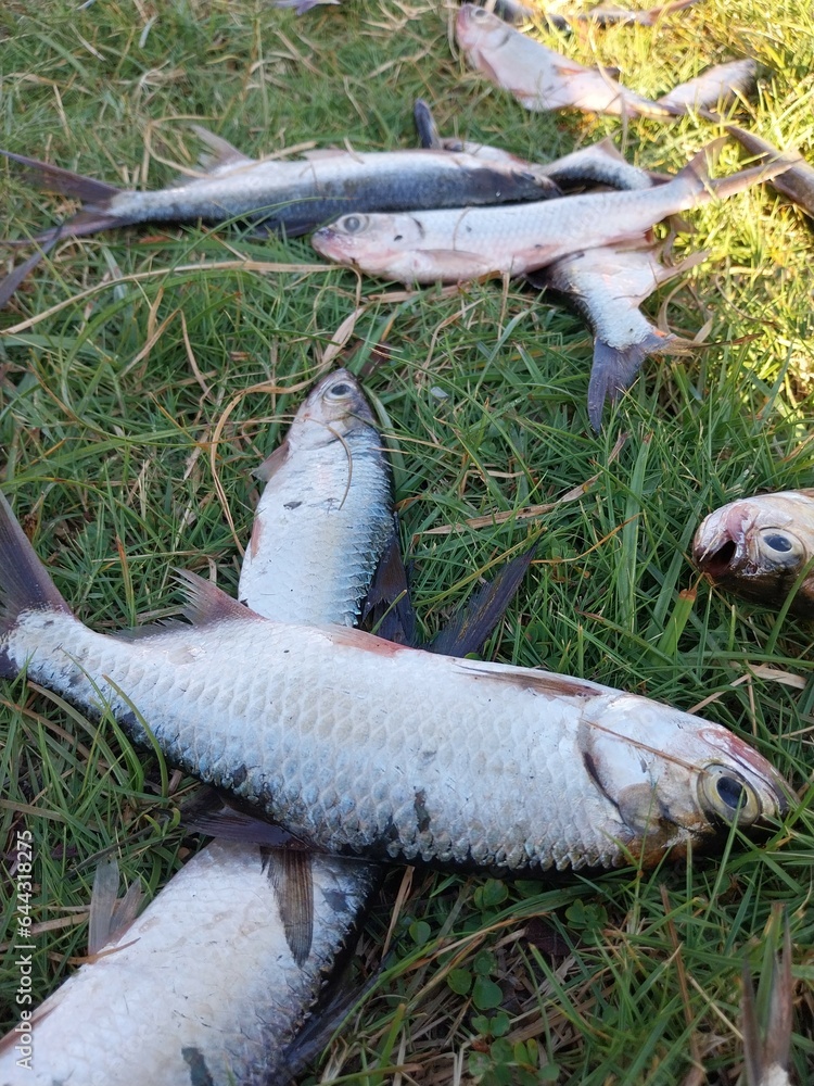 Tarpon fish (Megalops cyprinoides) live in swamps or river estuaries ...
