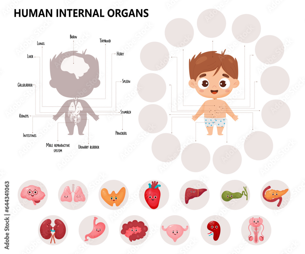 Stock-Vektorgrafik „Anatomy human body. Kids cartoon medical ...