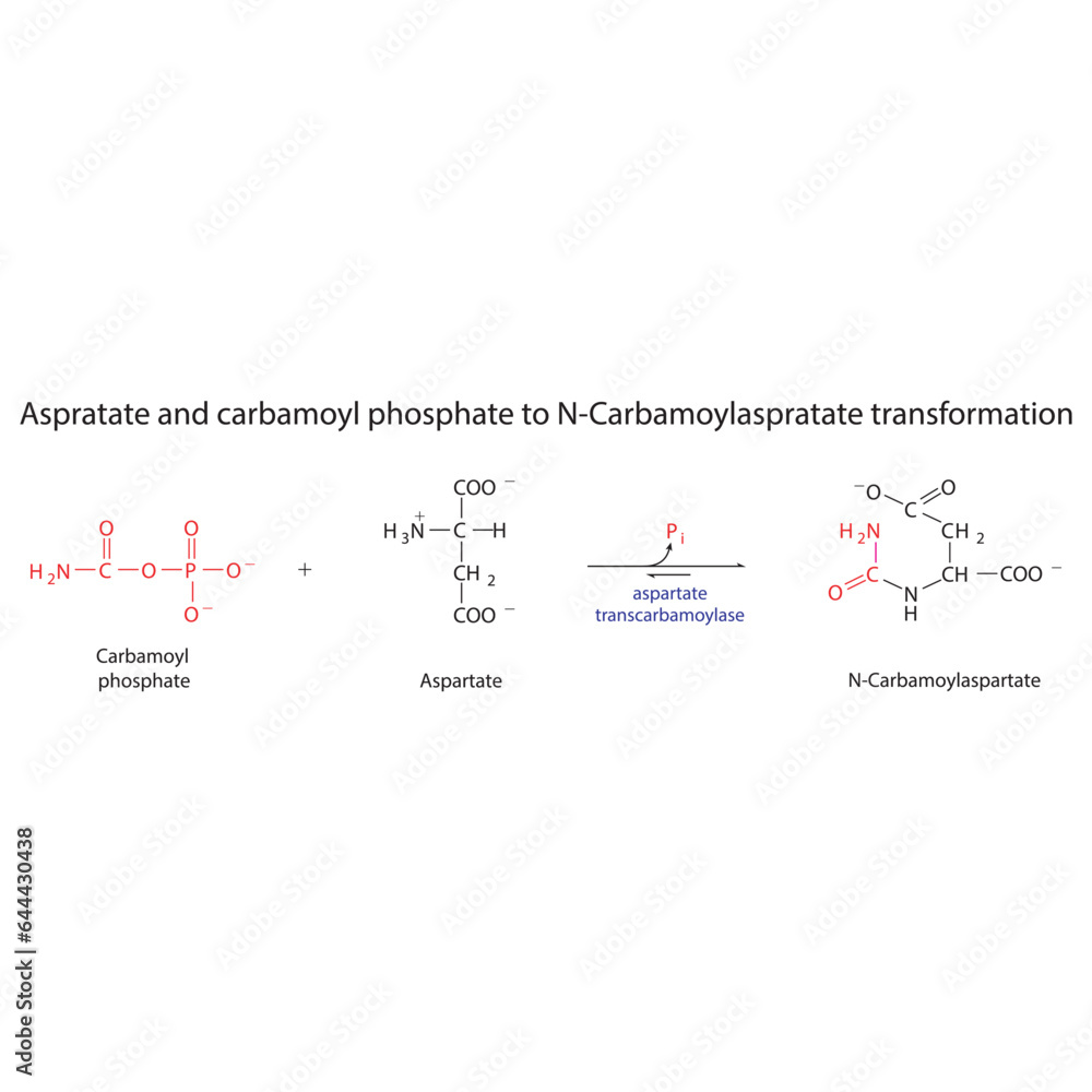 Biotransformation of Aspratate and carbamoyl phosphate to N ...