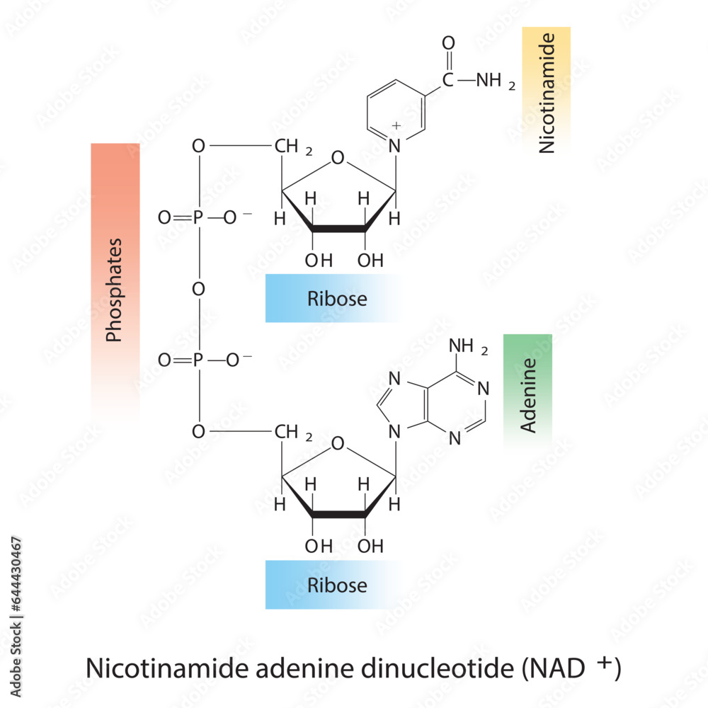 Structure of NAD+ (Nicotinamide adenine dinucleotide) showing nicotinamide, ribose and phosphate ...