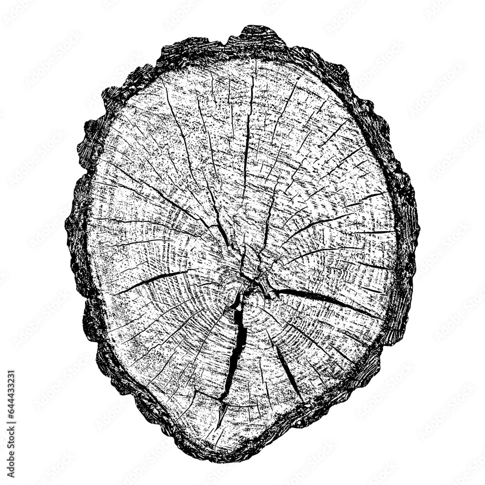Wood texture cross section of tree rings. Cut slice of wooden stump ...