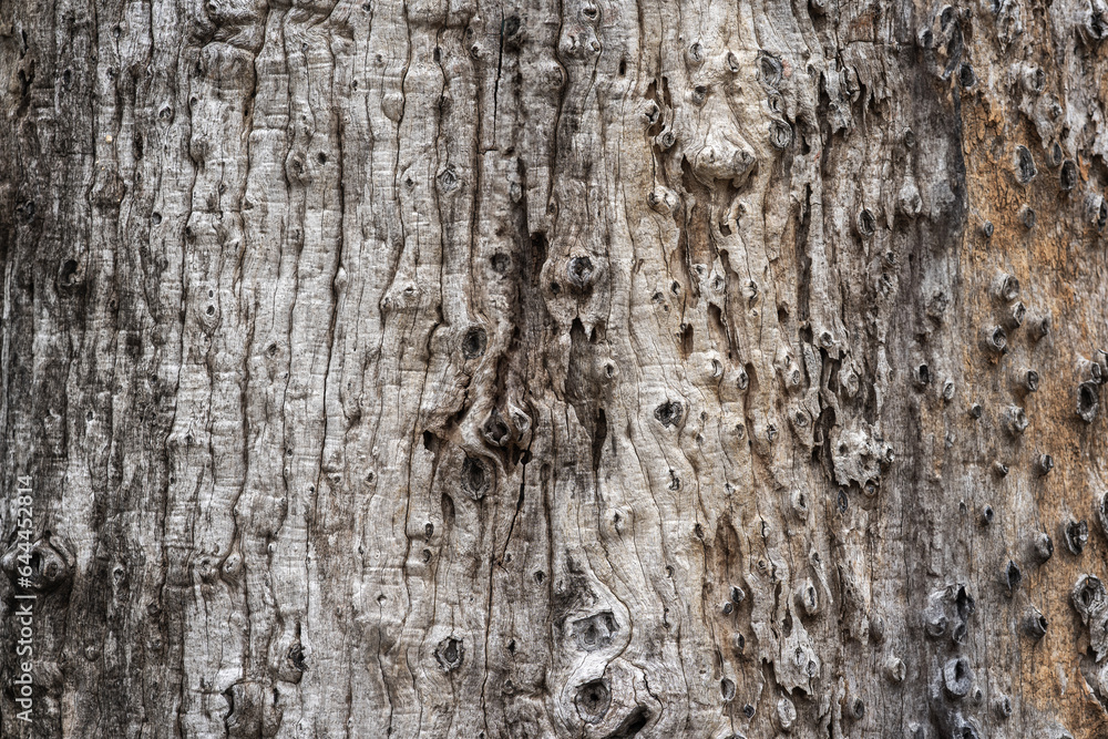 Beautiful background and textured of Fagraea Fragrans, Ironwood, or ...