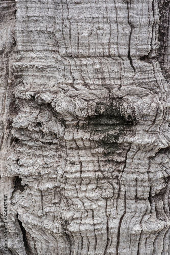 Beautiful background and textured of Fagraea Fragrans, Ironwood, or ...