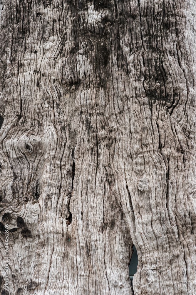 Beautiful background and textured of Fagraea Fragrans, Ironwood, or ...