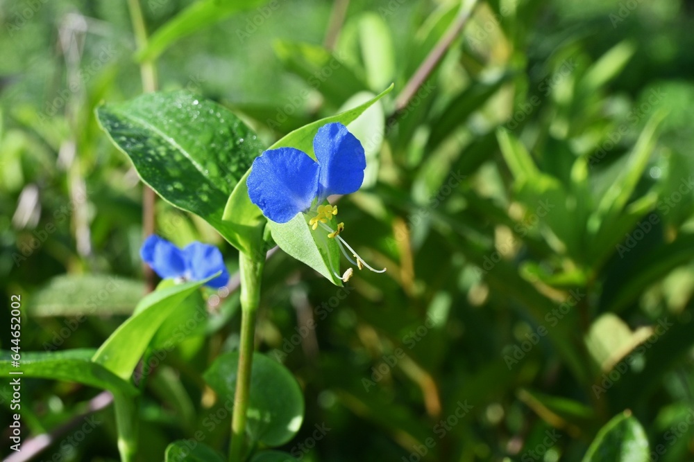 Asiatic dayflower ( Commelina communis ) flowers. Commelinaceae annual ...