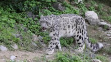 Snow Leopard Paws Free Stock Photo - Public Domain Pictures
