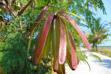 River Tamarind Plant Free Stock Photo - Public Domain Pictures