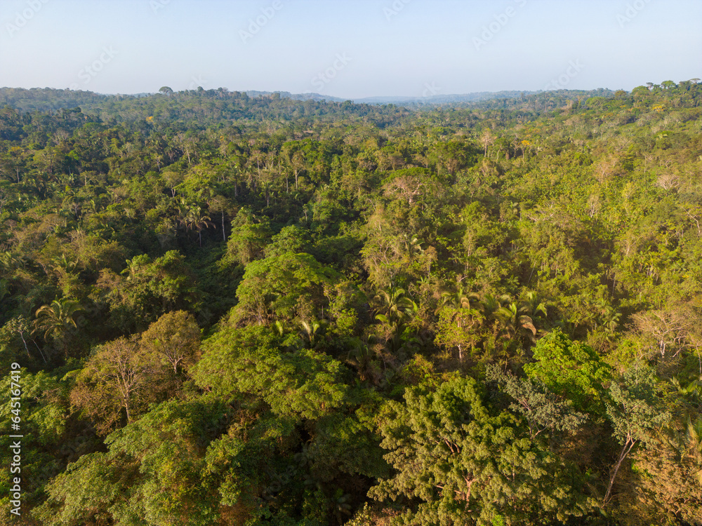 Drone shot - bird's eye view of the lush green landscape along the ...
