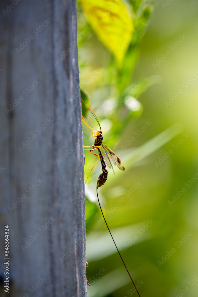A long-tailed giant ichneumon wasp (megarhyssa macrurus) looking for ...