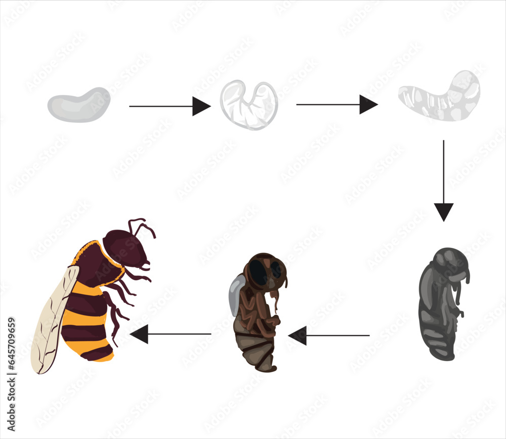 Life cycle of bee vector. Life cycle of bee hand drawing illustration ...