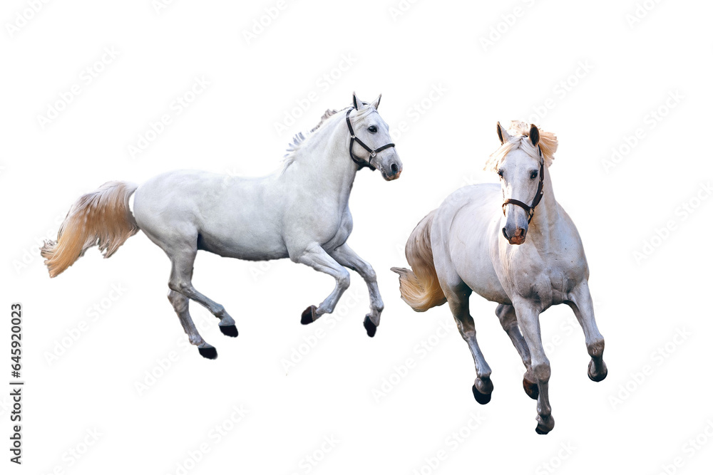 Two White Horses Running Isolated on transparent background, Enjoying ...