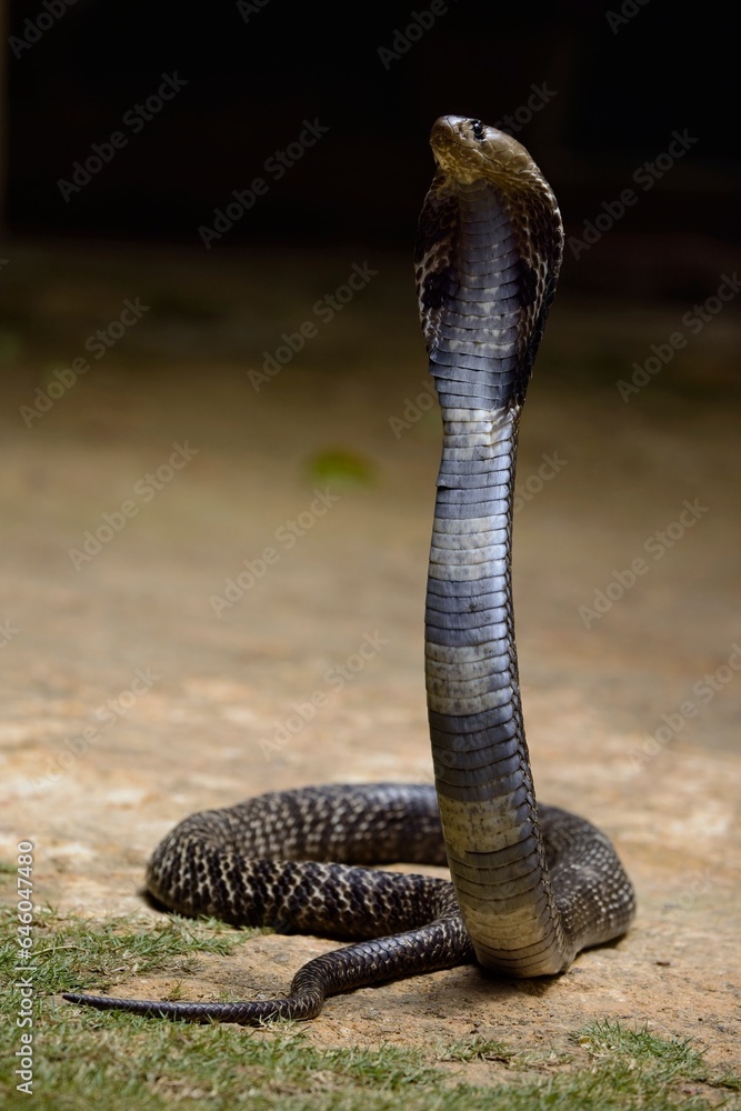 The Indian cobra, also known as the spectacled cobra, Asian cobra, or ...