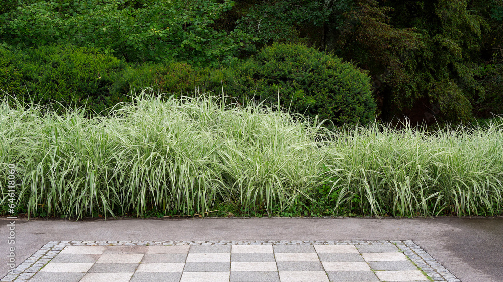 (Arundo donax 'Variegata') Variegated Giant Reed or Spanish cane ...