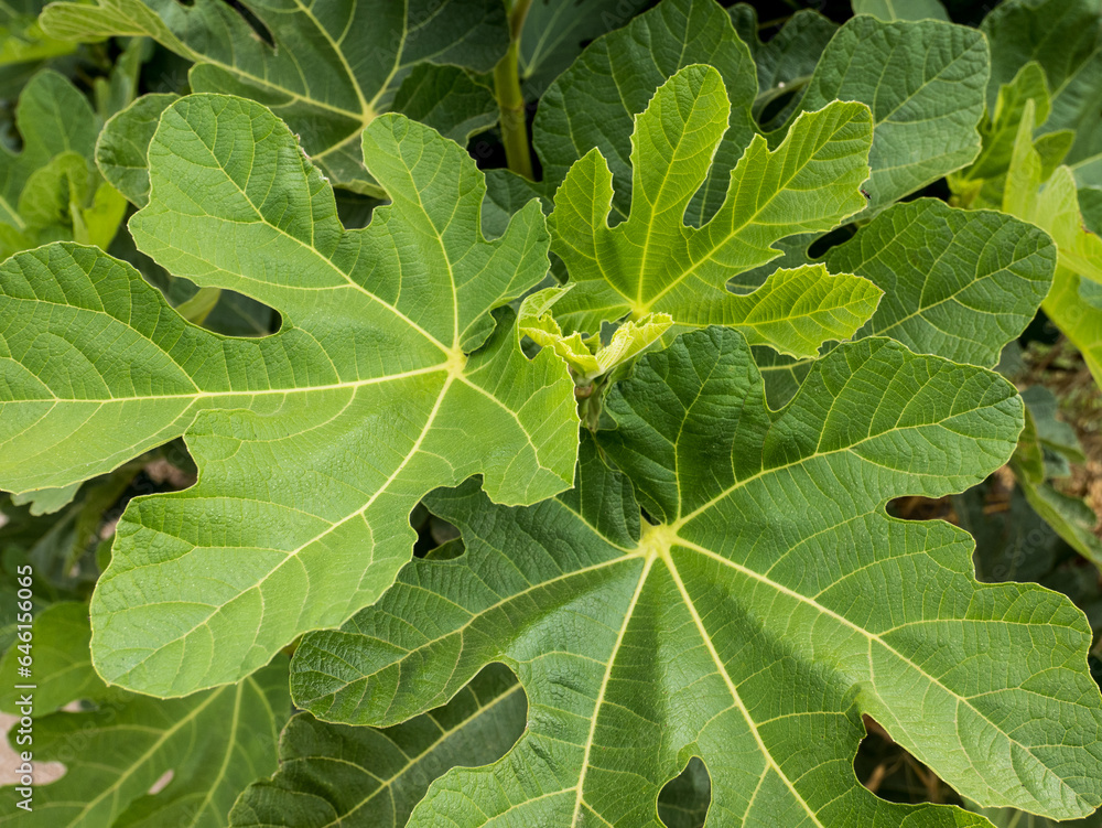 Roccaforzata [TA], Campagna, Piante Fiori e Insetti, Foglie di fico ...
