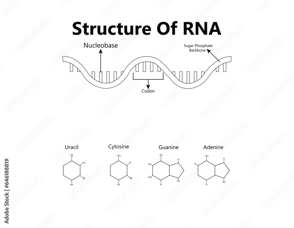 Vector de Stock RNA (Ribonucleic acid). Structural formula of adenine ...