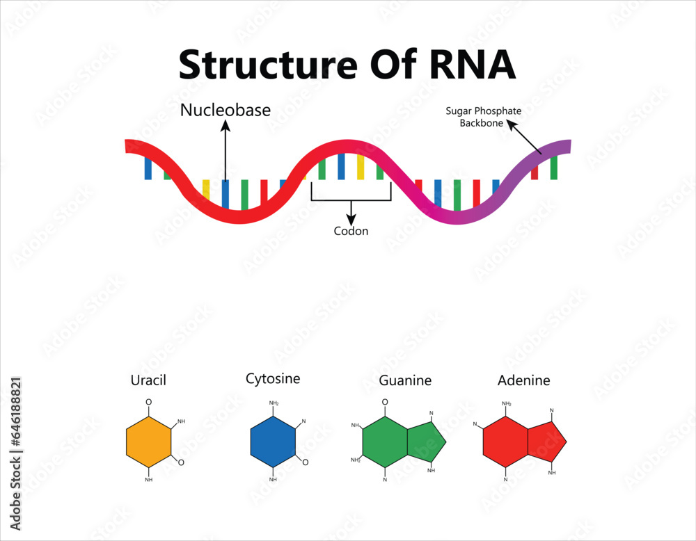 Vector de Stock RNA (Ribonucleic acid). Structural formula of adenine ...