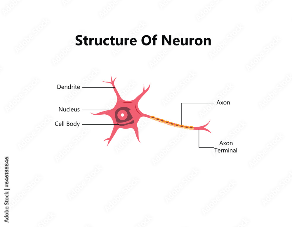 Human neuron structure. Brain neuron cell illustration. Synapses ...