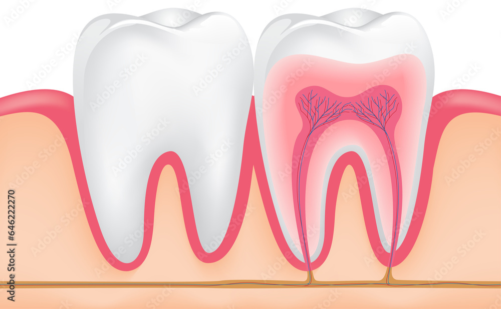 Ilustração Inside and outside of tooth with gums. Human tooth cross ...