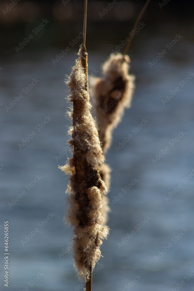 Cattails bulrush Typha latifolia beside river. Closeup of blooming ...