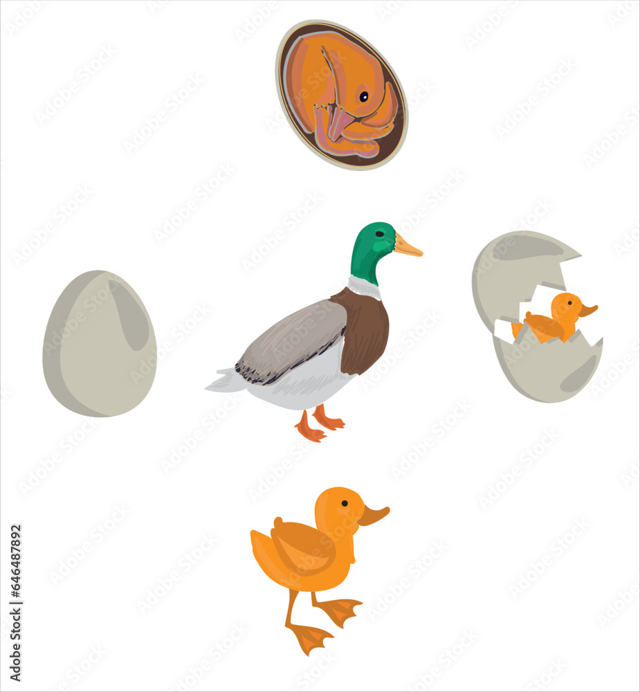 Life cycle of duck vector. Developmental process of duck vector ...