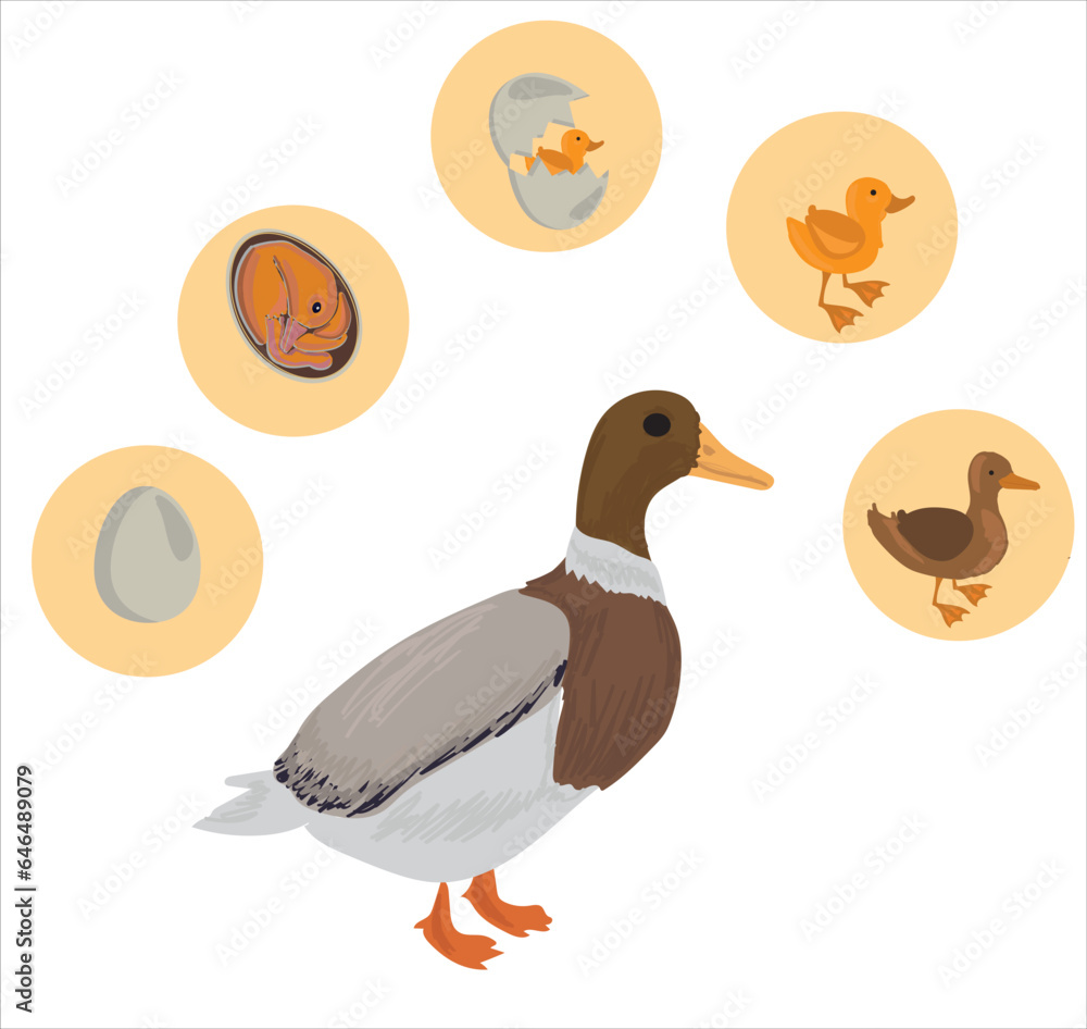 Life cycle of duck vector. Developmental process of duck vector ...
