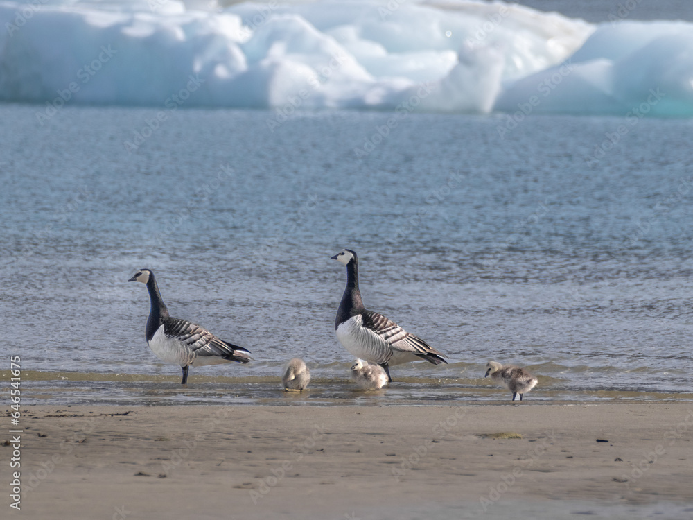 Barnacle goose (Branta leucopsis) couple with their newborn goslings ...