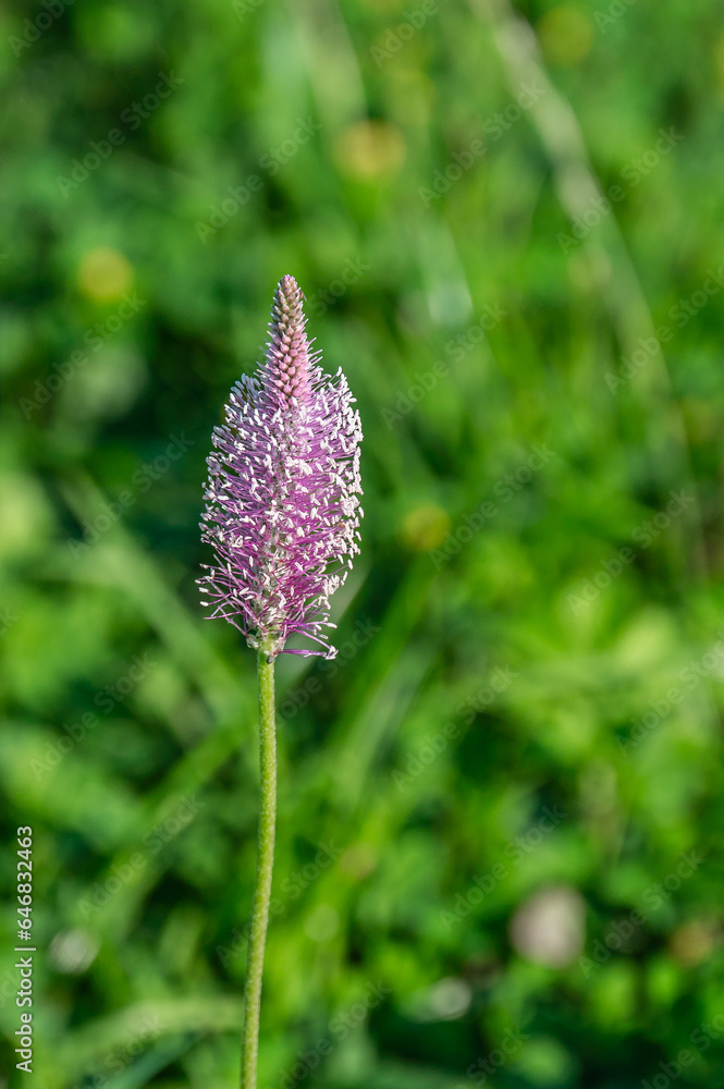 Foto The flower of lanceolate plantain (Plantago lanceolata) is a ...