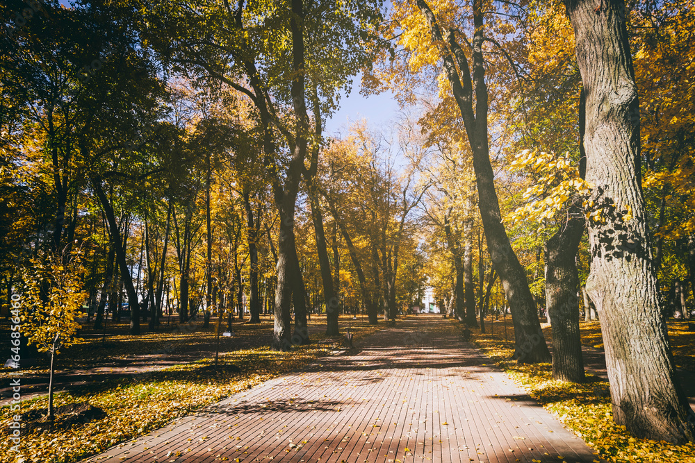 Leaf fall in the city park in autumn with maples. Landscape with maples ...