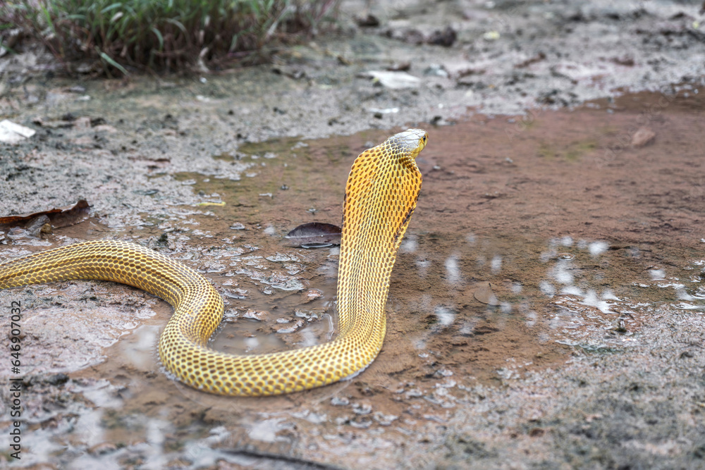 Venomous snake dangerous. Behind the hood of Equatorial spitting cobra gold color (Naja ...