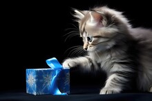 Hanukkah Cat Free Stock Photo - Public Domain Pictures