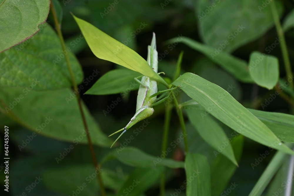 A smaller longheaded locust (Atractomorpha lata). Orthoptera ...