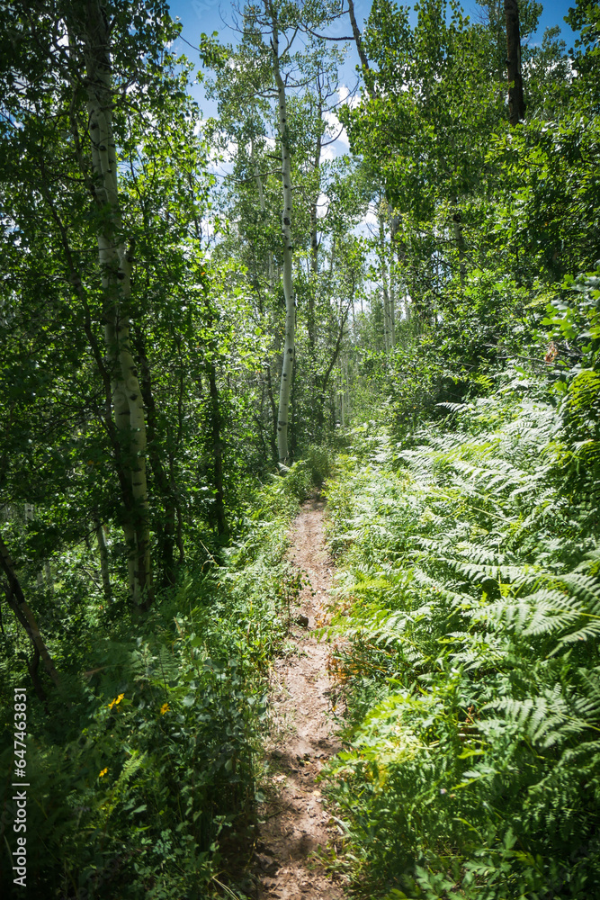 Trail in beautiful lush forest full of aspen trees and overgrown fern ...