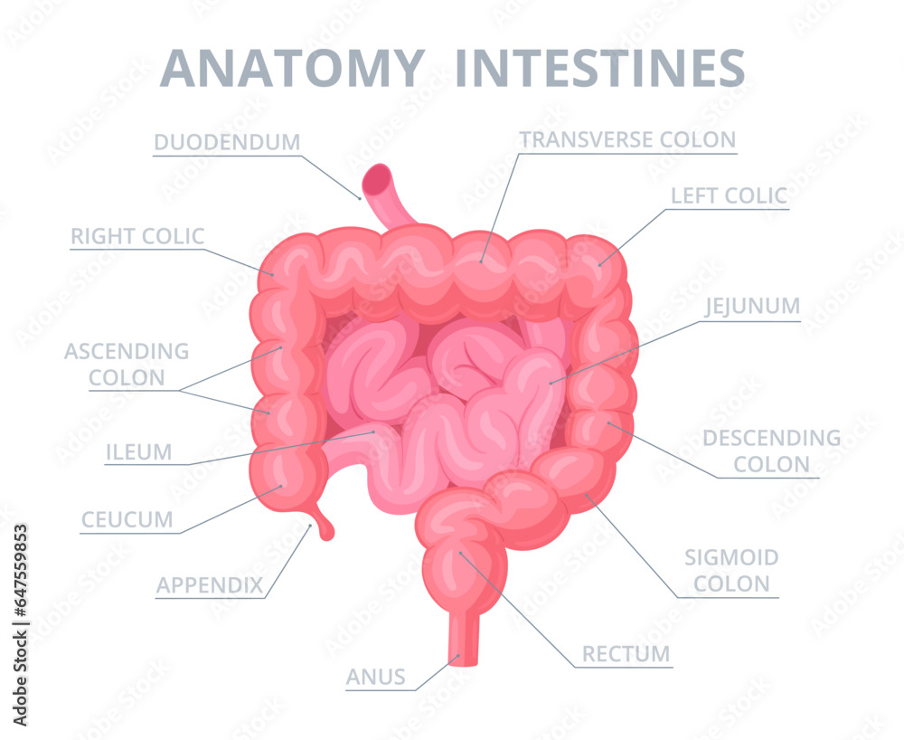Human intestine structure. Cartoon internal organ anatomy, intestine ...