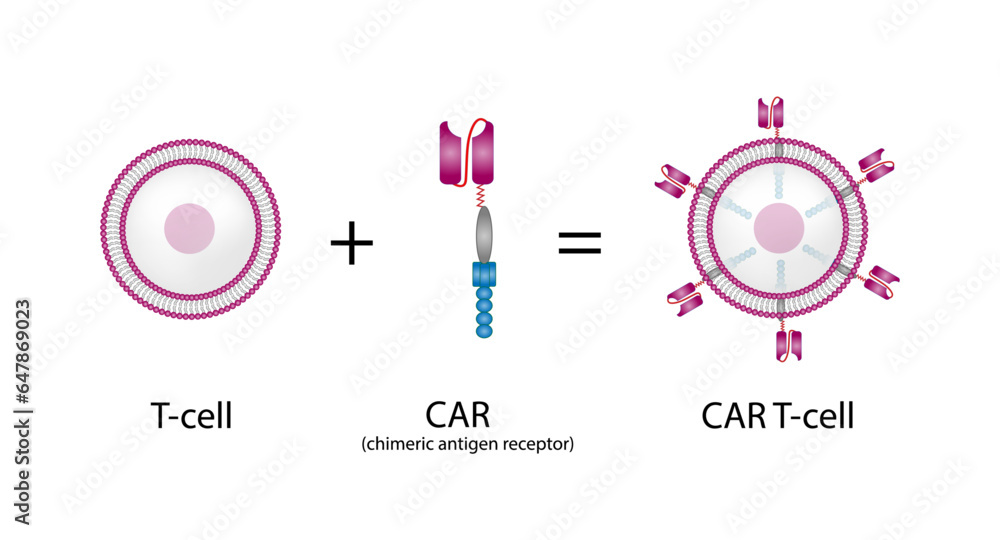 T-cell and Chimeric antigen receptor T cell ,CAR T cell, for use in ...