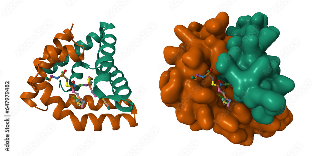 Crystal structure of human saposin B. 3D cartoon and Gaussian surface ...