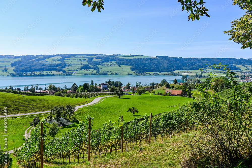 Gelfingen, Hitzkirch, Weinberg, Obstbäume, Baldeggersee, Seetal ...
