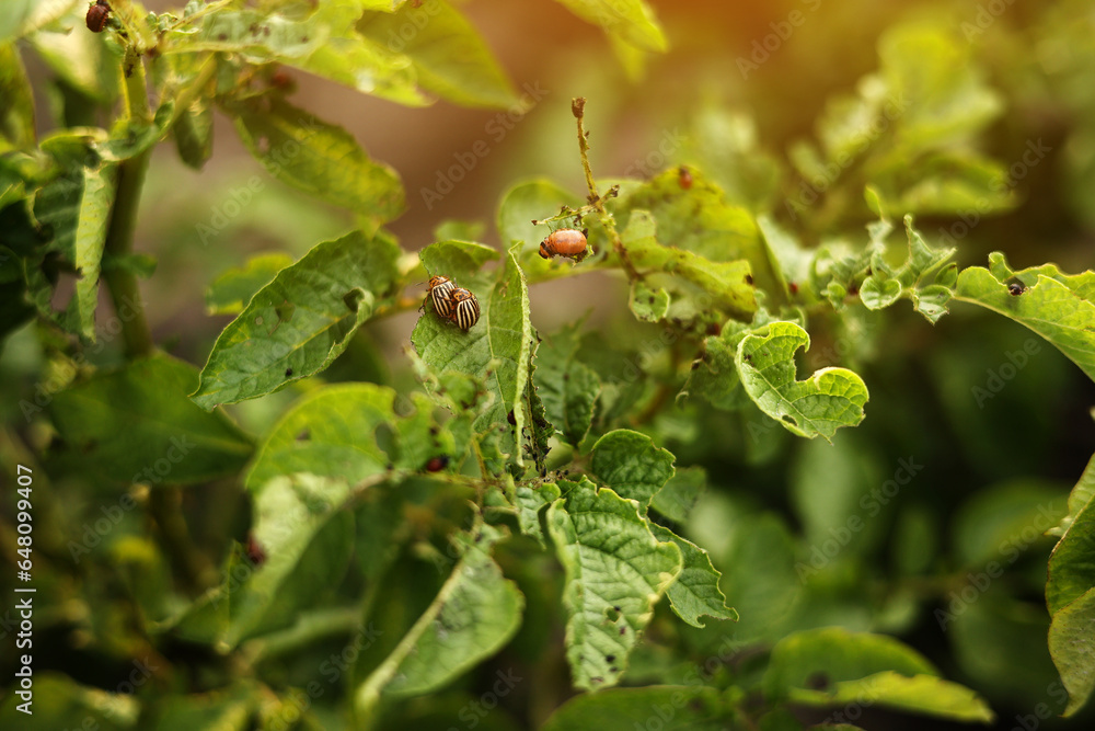 Colorado potato beetle, Leptinotarsa decemlineata, in potato leaves ...