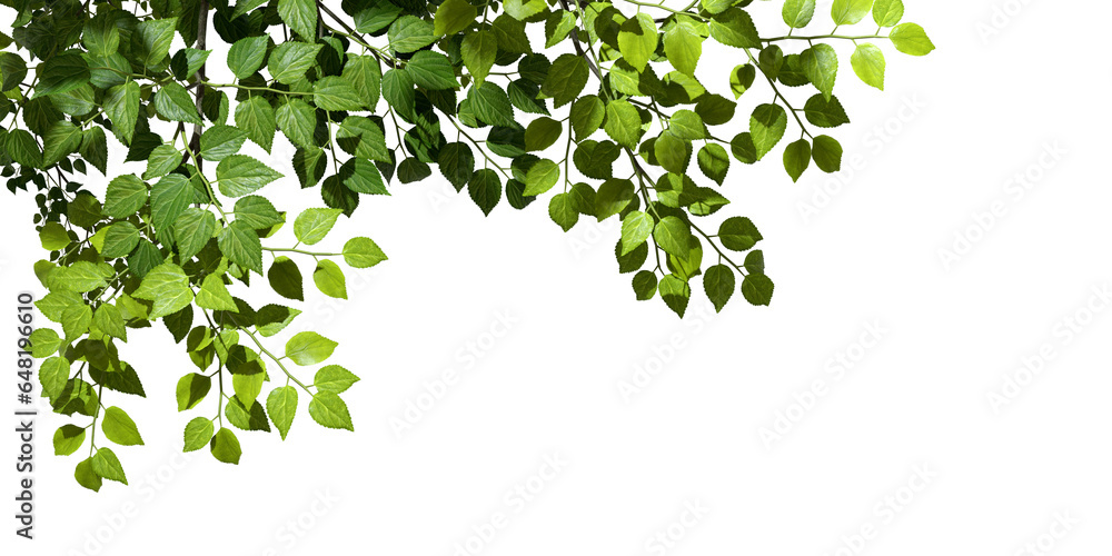 Cutout tropics green leaves foreground on transparent backgrounds 3d ...